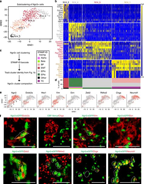 Ngn3 Cells Are Heterogeneous With Four Subtypes Validated In The