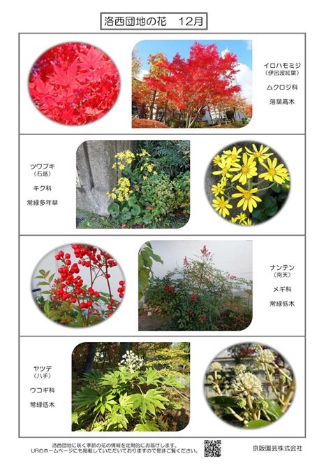 「洛西団地の花」12月号のお知らせ Ur都市機構