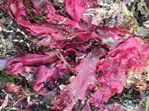 Растения Plantae Picturethis