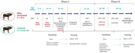 Microorganisms Free Full Text Brucella Abortus Strain Rb51 Administered To Prepubescent