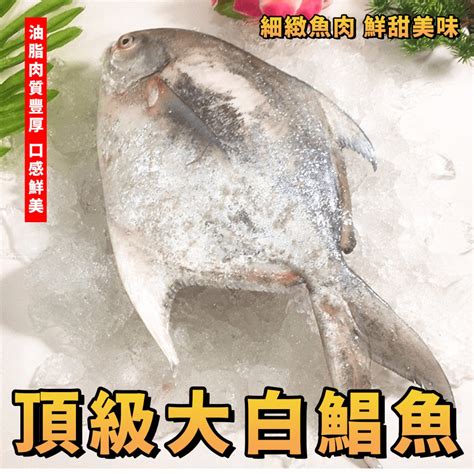 【潮鮮世代】活凍 世界品質第一正白鯧魚 超大白鯧大白鯧白鯧白鯧魚 500 600克 蝦皮購物