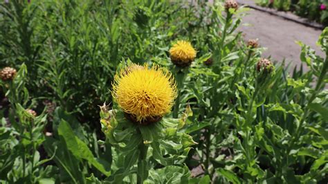 Botanische Tuin Universiteit Potsdam 33 John Museumspoor Flickr