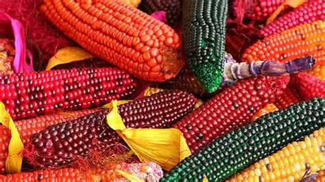 Biotecnologia Na Produção De Alimentos Ciência é Tudo Tv Brasil Tecnologia