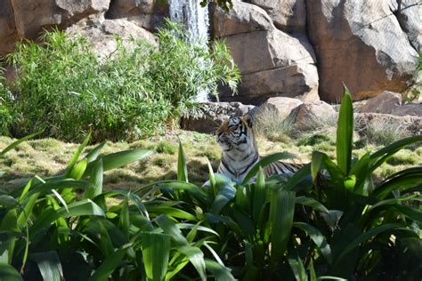 Game 2 Lsu Baseball Vs Texas In The Booth With The Lsu Sports Radio Network By Lsu Tigers