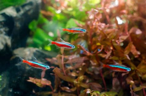 Roseline Shark Denison Barb Lifespan Care Guides And More