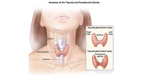 Primary Hyperparathyroidism Niddk