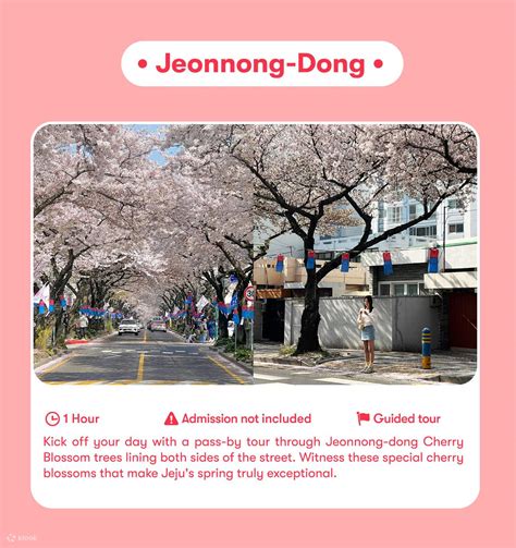 Jeju Canola Flower And Cherry Blossom Private Day Tour By Wondertrip
