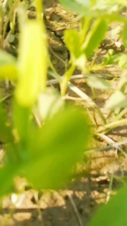 Barsim Gahass Garoth Youtube