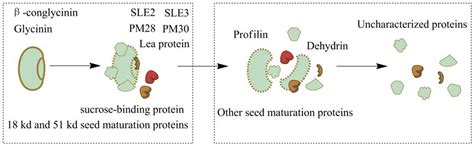 Frontiers Extracellular Proteome Analysis And Flavor Formation During