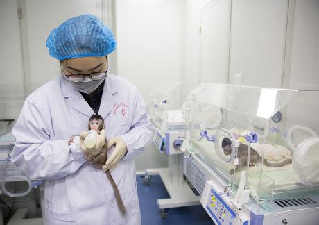Two Cloned Macaques Named Zhong Zhong Editorial Stock Photo Stock