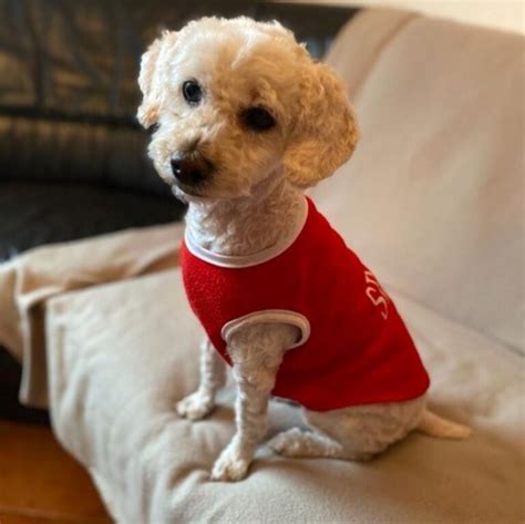 Bichon Malteser Daisy Hat Ein Zuhause SALVA Hundehilfe E V