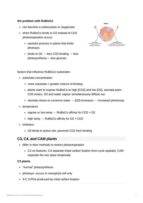 SOLUTION Vce Biology 3 4 Rubisco In C3 C4 And Cam Photosynthesis