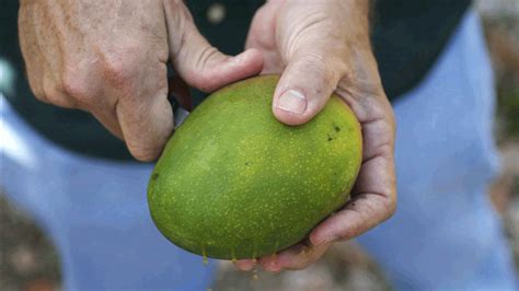 Mango 