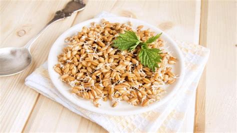 خواص جوانه گندم 18 مزیت عالی جوانه گندم برای سلامتی، پوست و مو