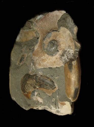 Preparation Of An Ammonoids Multiblock From The Triasssic From Siberia