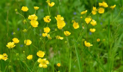 30 Buttercup Trivia Quiz Questions Answers OnlineExamMaker Blog