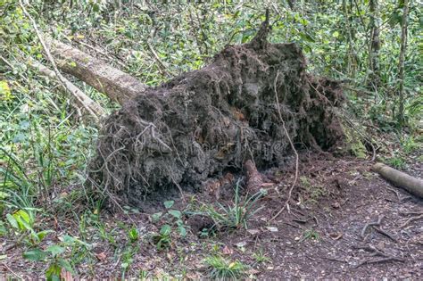Fallen Tree Showing The Shallow Root System Stock Photo Image Of Landscape Province 70568168