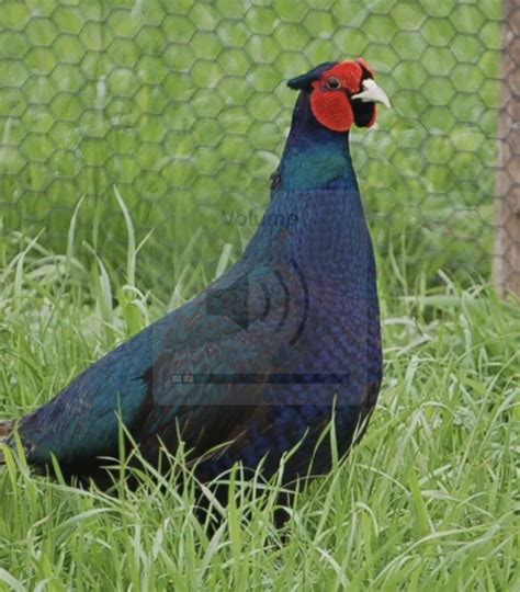 French Black Pheasant Hatching Eggs 12 £12 00 Picclick Uk