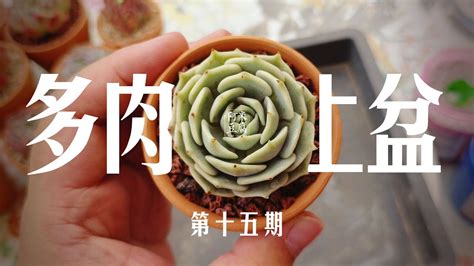阿米豆腐多肉上盆 15 灰绿色的露娜莲叶片排列紧密精致优雅 YouTube