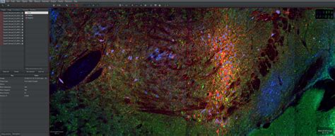 Batch Render And Export Of Annotated Regions Of Slidescanner Image