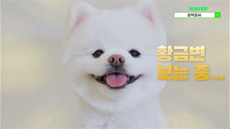 로반 잘먹잘싸 강아지사료 Youtube