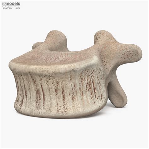 Human Lower Thoracic Vertebra T12 3d Model Download Human Skeleton On