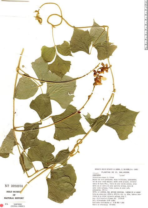 Pachyrhizus Erosus Herbário Rapid Reference The Field Museum