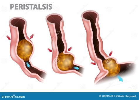 Digestion And Peristalsis Stock Vector Illustration Of Movement