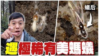 大滿足美到驚嘆的螞蟻牙尖到危險的白蟻桃園復興東眼山步道深山尋蟻臺灣蟻窟 臺灣蟻窟AntsFormosa Fanclub