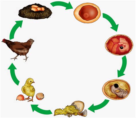 Kerstins Krabbelwiese Huhn Und Ei