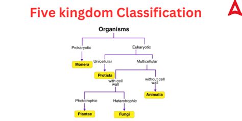 Five Kingdom Classification Features Examples Characteristics