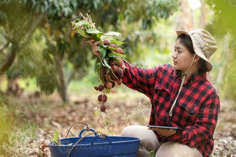 Asian Farmer Woman Harvesting Freshly Ripe Lychees On The Tree Ripe