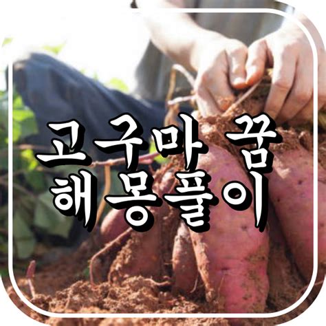 고구마 꿈 해몽 고구마 키우는 꿈만지는먹는파괴큰고구마뱉어내는알에서옷방에말하는떨어지는도망고구마되는꿈