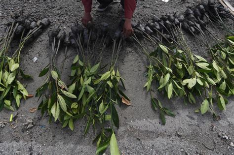 Pertamina Tanam Ribu Mangrove Cegah Abrasi Di Sorong Republika Online