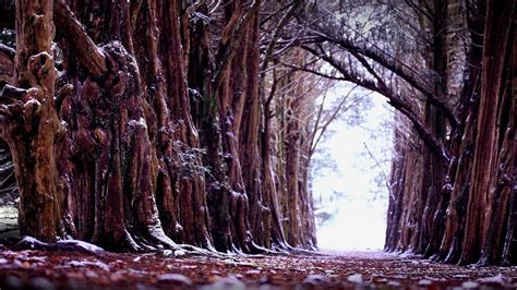 Papel De Parede 1920x1080 Px Ramo Floresta Panorama Natureza