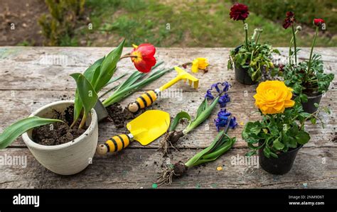 Ranunculus Asiaticus Persian Buttercup Yellow Variety M Sakura In