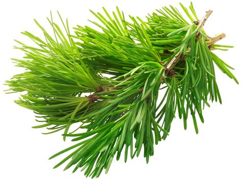 DHQ - Larix Europaea Wood Extract - Taxifolin - Cosmacon