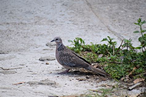 Ptak Gołąb Z Indyka Darmowe Zdjęcie Na Pixabay Pixabay