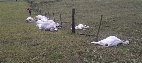 Raio Atinge Fazenda E Mata 16 Animais No Sul Do Estado Bahia No Ar