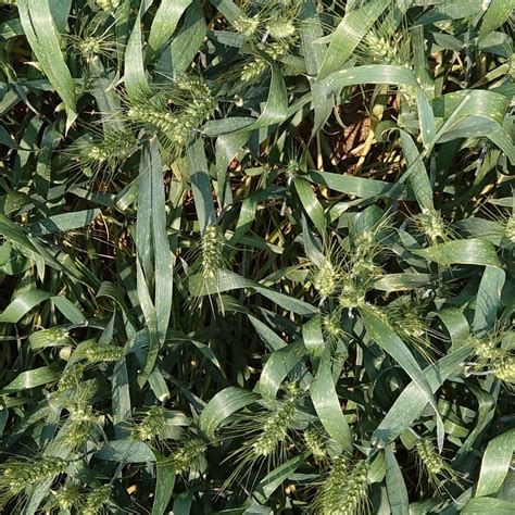 Wheat Spike Detection Object Detection Dataset By Pakeeza