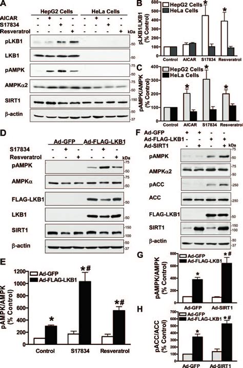 Polyphenols And Sirt1 Stimulate Ampk Signaling In An Lkb1 Dependent