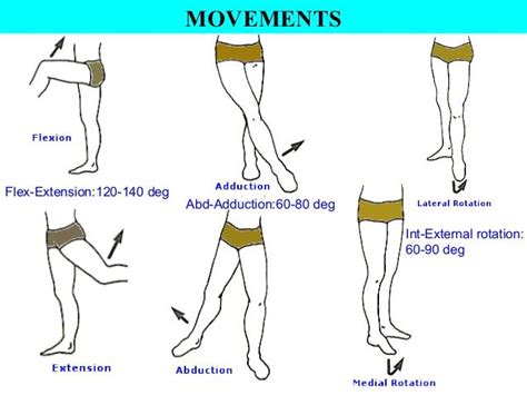 Hip Joint Anatomy Movement And Muscle Involvement How To Relief In