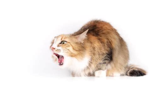 猫の『夜間に起きがちな救急症状』3選 正しい対処法や日頃準備しておきたいことも