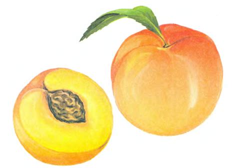 Картинки фруктов для детей цветные по отдельности для вырезания