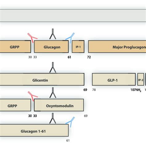 Tissue Specifi C Processing Of Proglucagon In The Pancreatic α Cell
