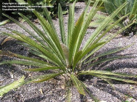 Plantfiles Pictures Dioon Species Cycad Purpus Cycad Dioon