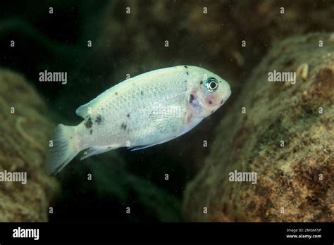 Cichlid Metriaclima Zebra Male With With A Color Mutation Thumbi