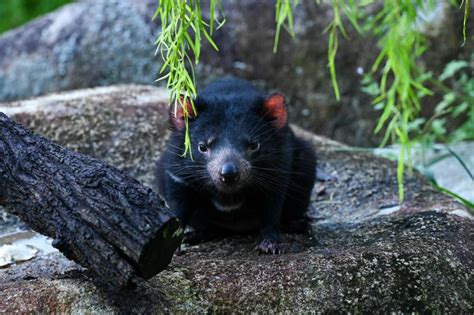 Night Safari Welcomes First Tasmanian Devils