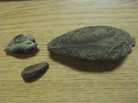 Texas Coast Fossils General Fossil Discussion The Fossil Forum