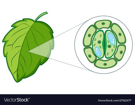 Diagram Showing Plant Cell Royalty Free Vector Image